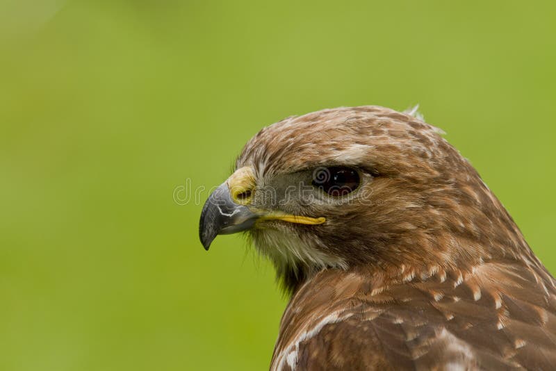 Red Tailed Hawk stock image. Image of eyes, outdoors - 23582417