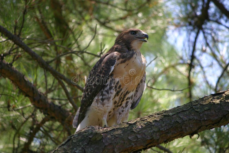 1,513 Red Tailed Falcon Stock Photos - Free & Royalty-Free Stock Photos ...