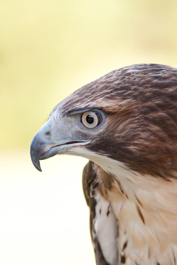 A Red-Tailed Hawk stock photo. Image of brown, beak, feathers - 25508038