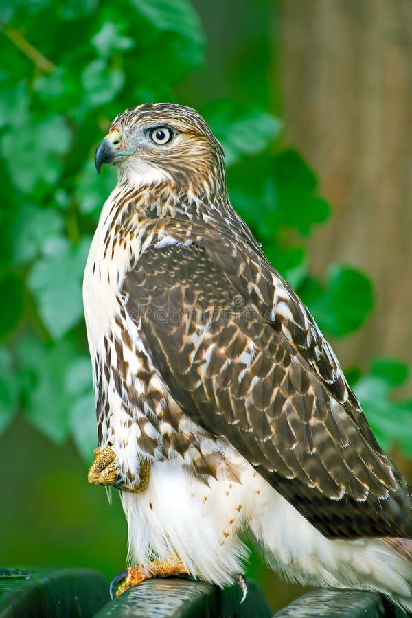 Red-tailed Hawk with Beautiful Plumage Stock Photo - Image of stalk ...