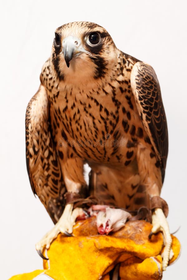 Red-tailed Hawk stock photo. Image of background, white - 26956808