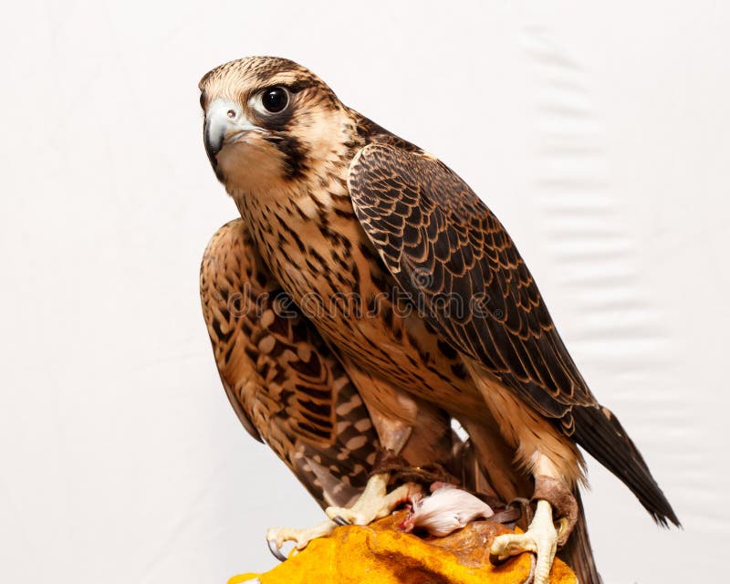 Red-tailed Hawk stock photo. Image of background, white - 26956808