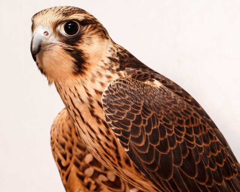 Red-tailed Hawk stock photo. Image of background, white - 26956808