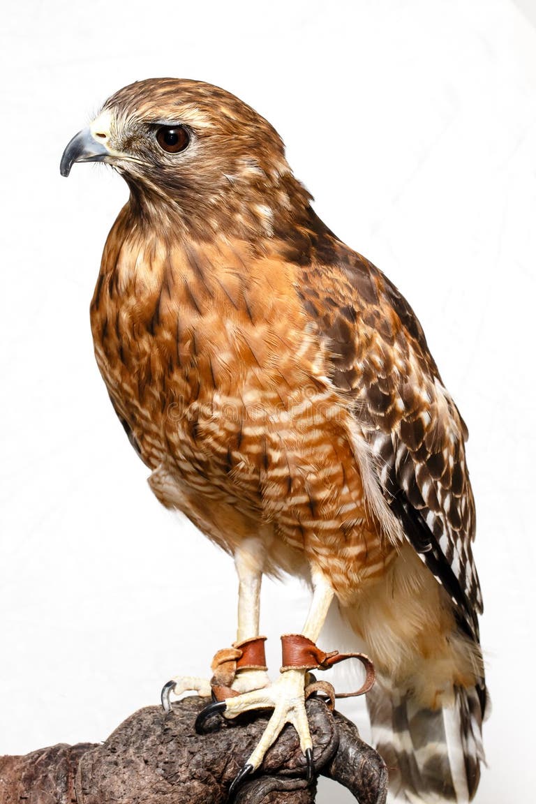 584 White Background Red Tailed Hawk Stock Photos - Free & Royalty-Free ...