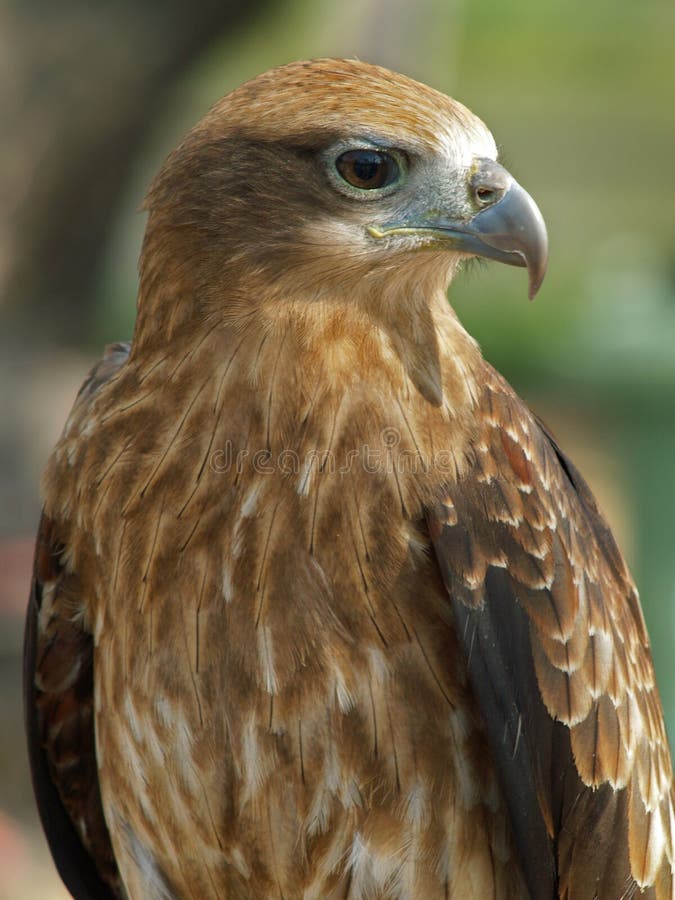 Red-tailed Hawk stock image. Image of bird, birdofprey - 27199399