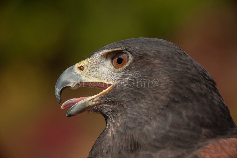 Red-Tailed Hawk stock photo. Image of ecology, naturalist - 27411116