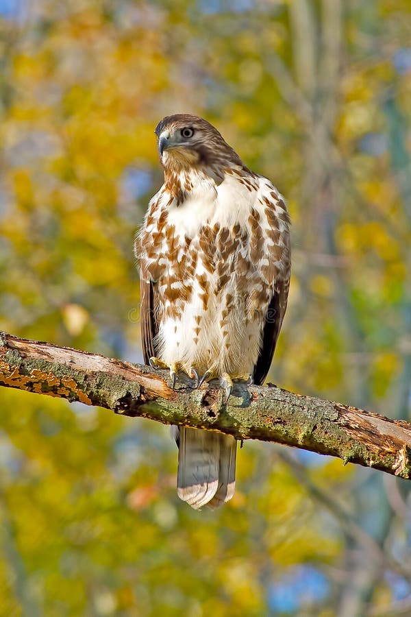 Red-Tailed Hawk stock photo. Image of predator, hunter - 37558494