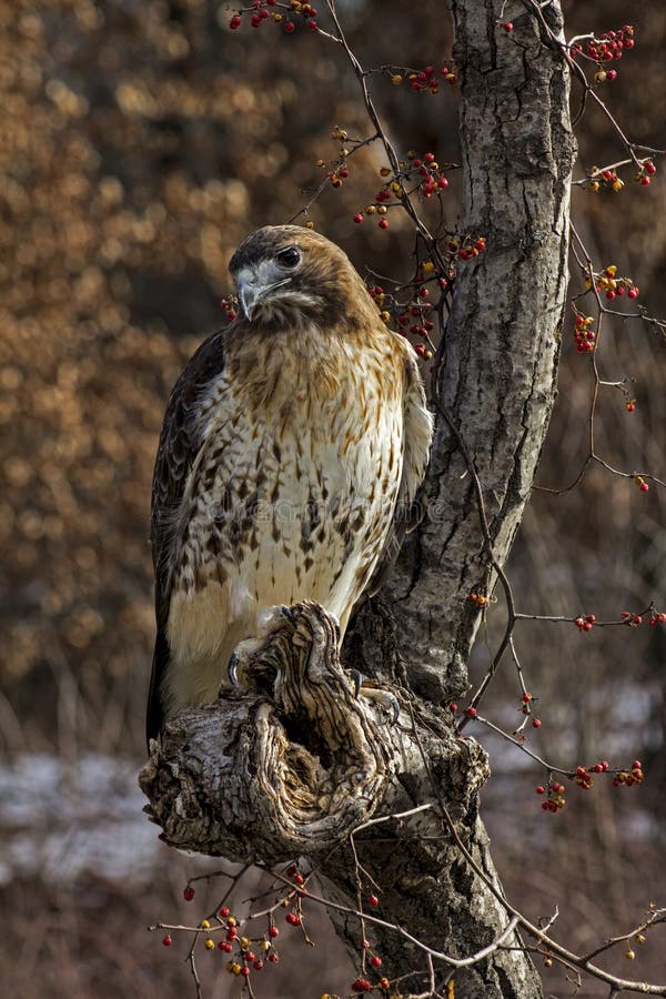 Red-Tailed Hawk stock photo. Image of buteo, close, macro - 32817018