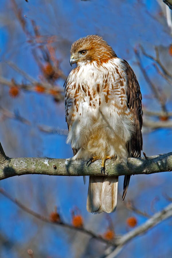 Red-Tailed Hawk stock photo. Image of hawk, tail, prey - 29566444
