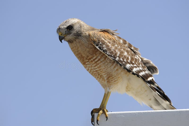 Red tailed hawk stock image. Image of look, talon, plumage - 29670623