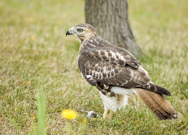 Red Tailed Hawk Stock Photos - Download 2,853 Royalty Free Photos