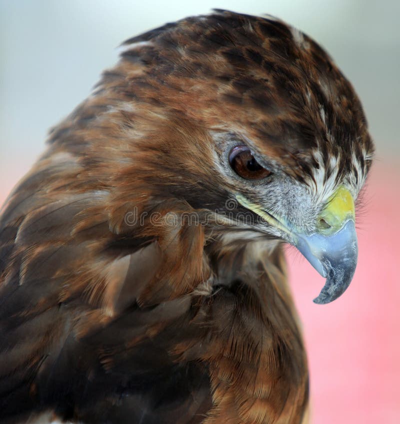 Red tailed Hawk stock image. Image of plumage, bird, feathers - 3016585