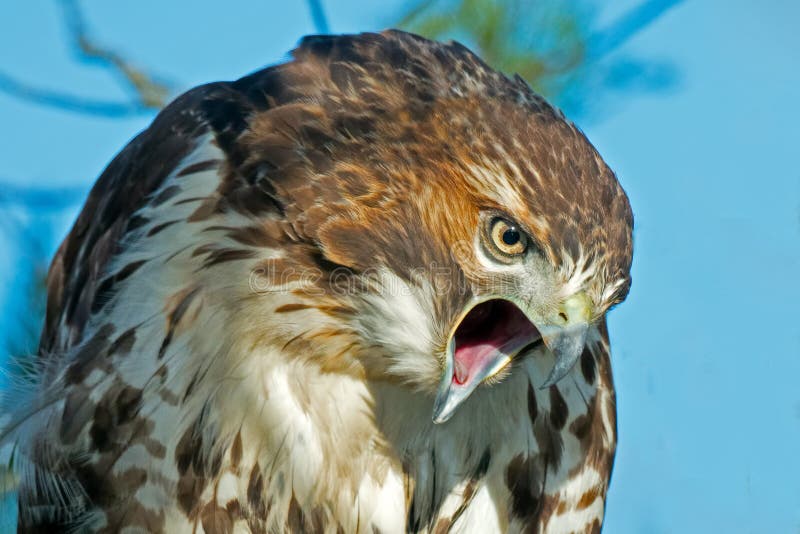 Red-Tailed Hawk stock photo. Image of predator, hunter - 37558494