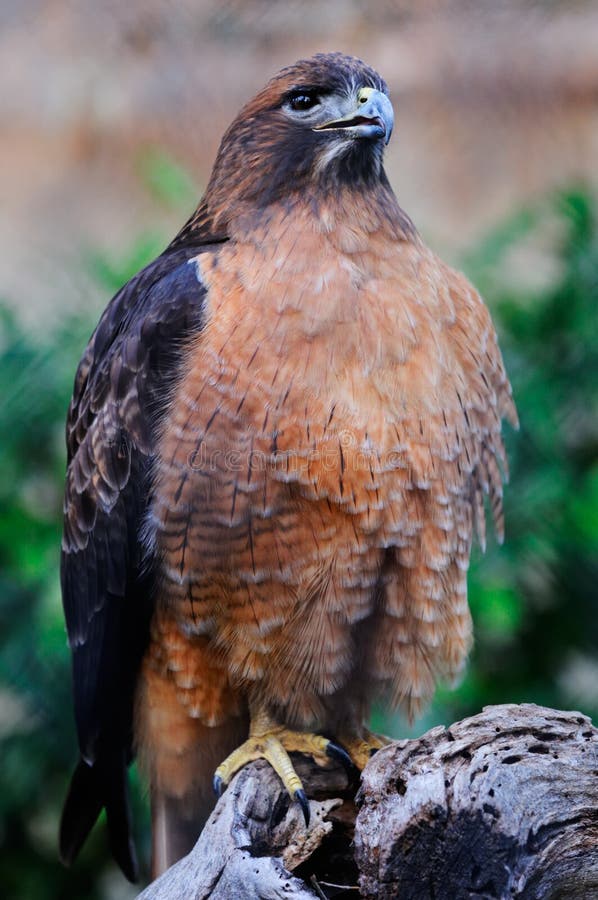 Red tailed Hawk stock image. Image of buteo, close, tailed - 4012327