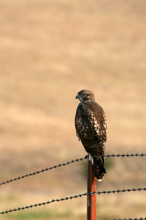 Red-tailed hawk stock photo. Image of post, fast, ecosystem - 4224844