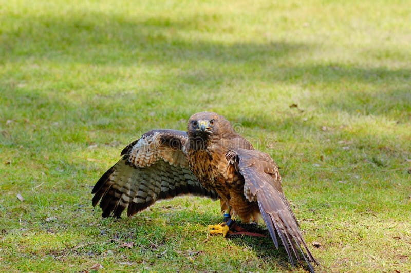 Red-tailed hawk stock image. Image of wood, predator, wildlife - 4963107