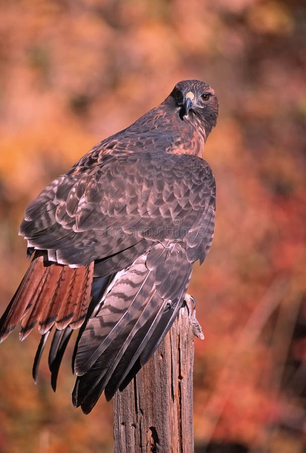 Red tailed hawk stock photo. Image of nature, animal, outdoors - 6425536