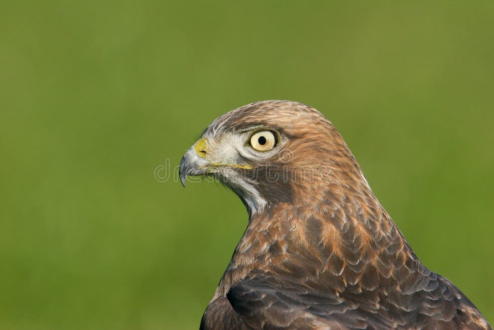 Red-tailed Hawk stock photo. Image of feather, fierce, intimidation ...