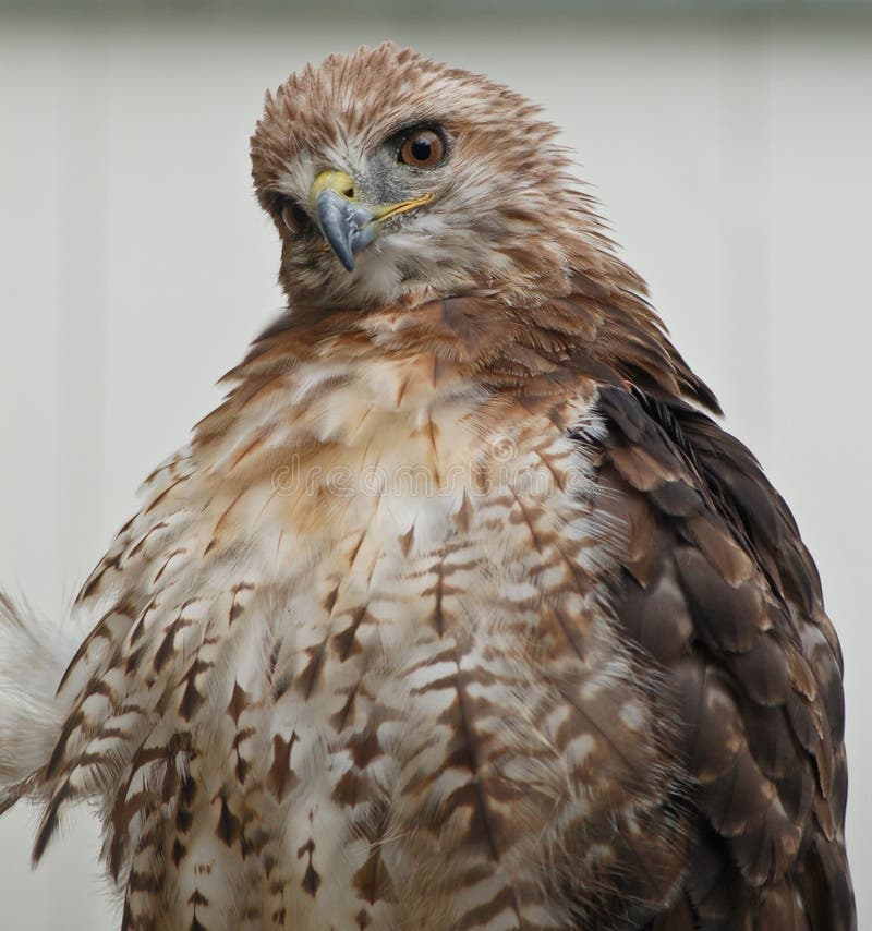 Beautiful Red Tail Hawk stock image. Image of alert, hawk - 4852279
