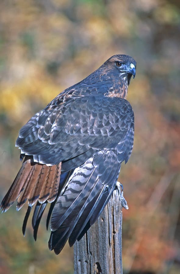 Red tailed hawk stock image. Image of wildlife, plumage - 8098477