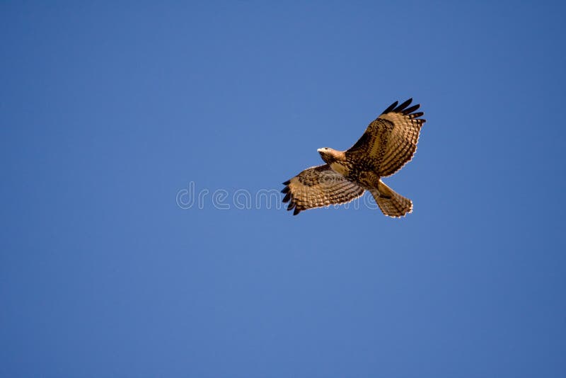 Red-tailed Hawk stock image. Image of animal, predator - 8524755
