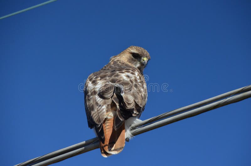 Red-tailed Hawk stock image. Image of perched, hunting - 137941523