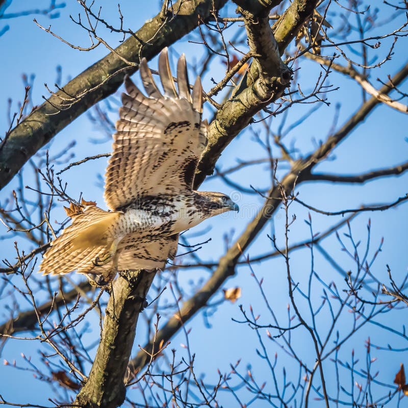 Red-Tailed Hawk stock photo. Image of tail, season, sunshine - 271326592