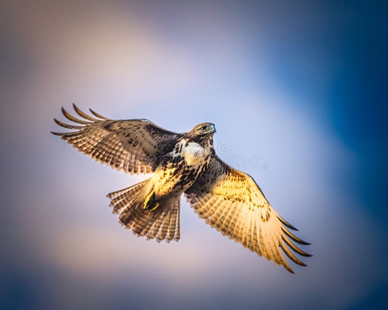 Red-Tailed Hawk stock image. Image of white, natural - 325514027