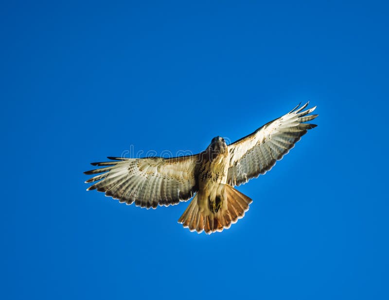 Red-Tailed Hawk stock photo. Image of hawk, tailed, force - 313463628
