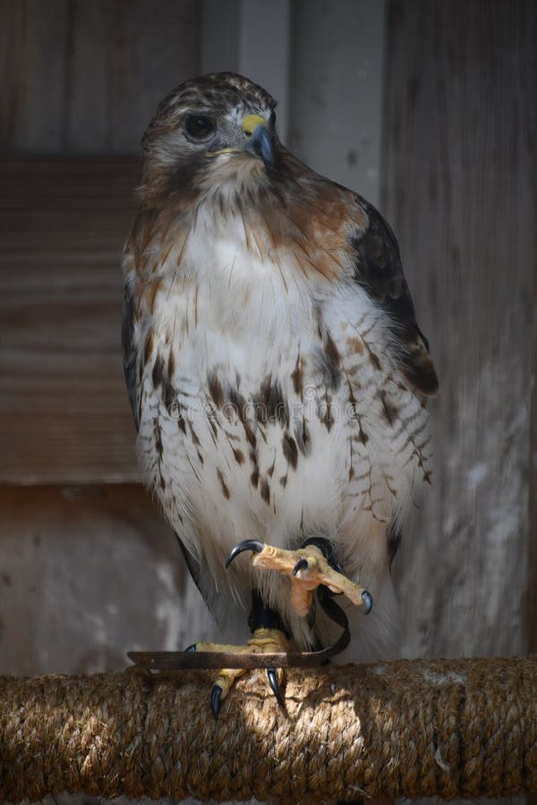 A Red Tailed Hawk stock photo. Image of outdoor, head - 267967066