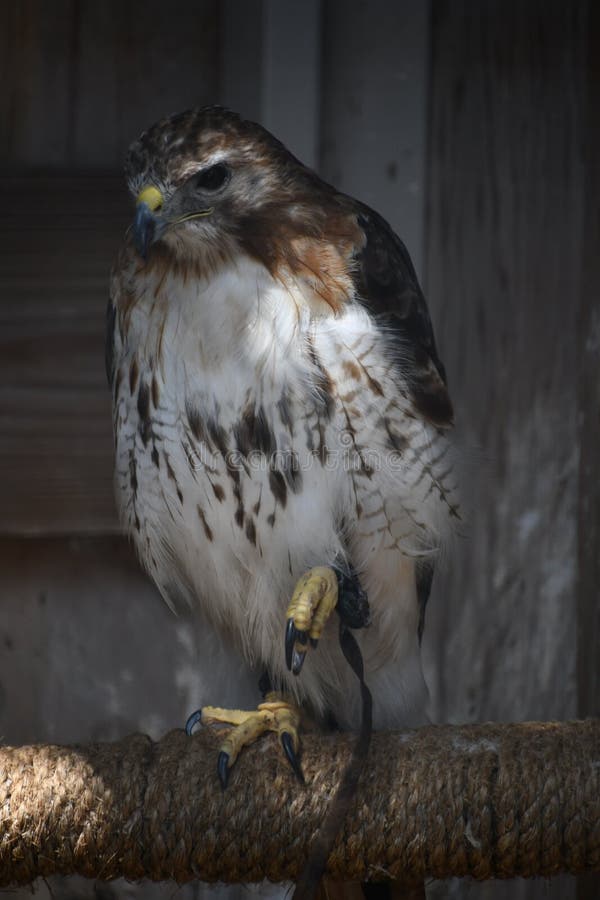A Red Tailed Hawk stock photo. Image of beak, calling - 267967074
