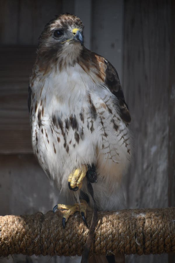 A Red Tailed Hawk stock image. Image of juvenile, calling - 267967079