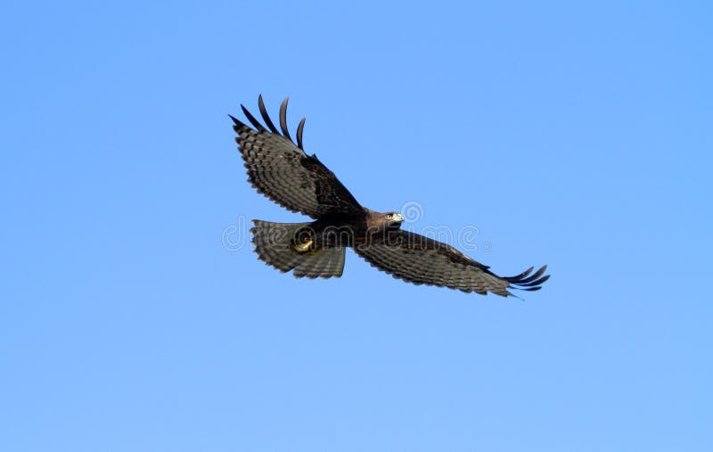 Dark Morph Red-tailed Hawk Bird in Flight Stock Photo - Image of buteo ...