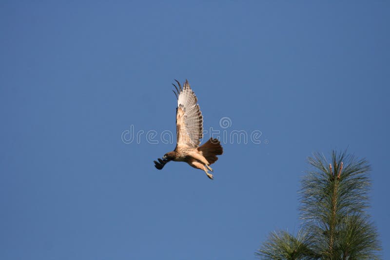 Red Tailed Hawk Bird in Flight Stock Photo - Image of outdoors, outside ...