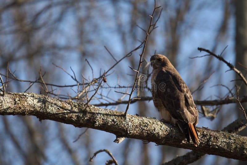 Red Tailed Hawk stock image. Image of hunter, looking - 96478865