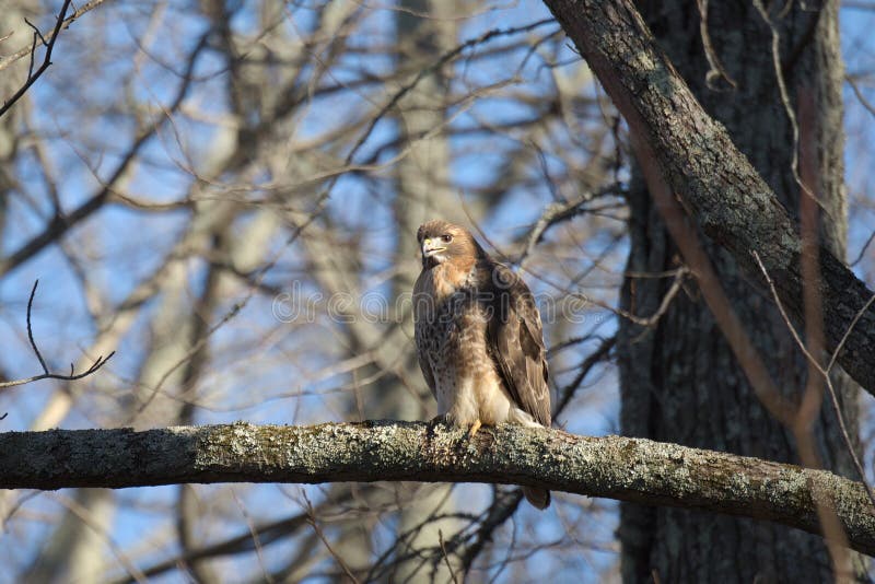 Red Tailed Hawk stock image. Image of prey, sharp, predator - 96478907