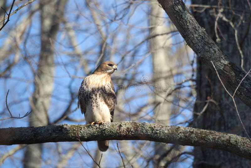 Red Tailed Hawk stock image. Image of predator, hunting - 96478917