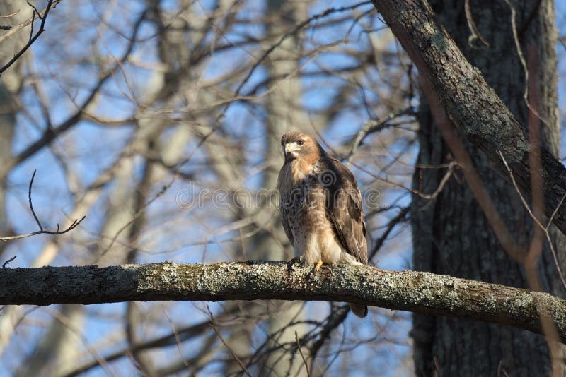Red Tailed Hawk Perched stock photo. Image of pose, launching - 96478986