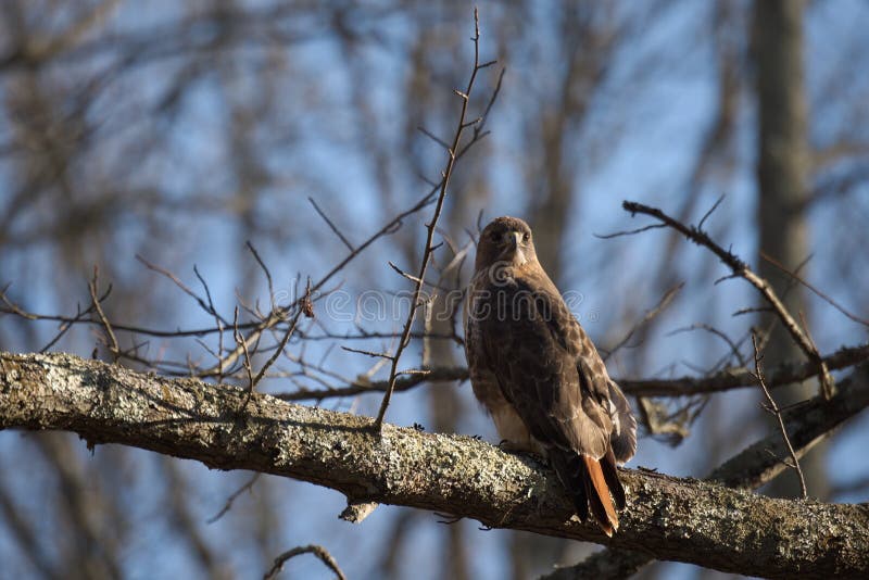 Red Tailed Hawk stock image. Image of animal, natural - 96479017