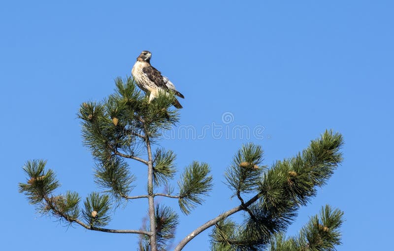 Red-tailed Hawk Bird of Prey Perched on Top of a Tall Pine Tree Stock ...