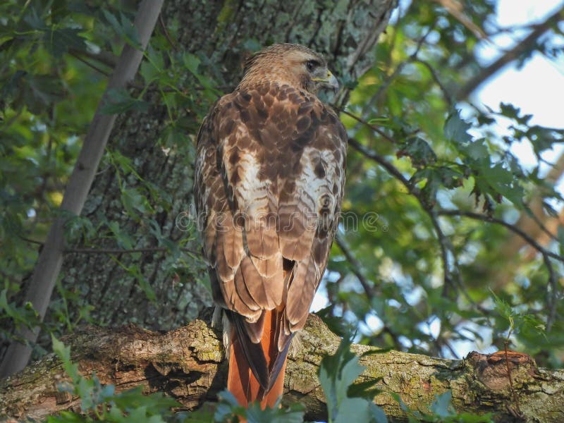 Red Tailed Hawk Bird of Prey Raptor from Back Perched in Tree Stock ...