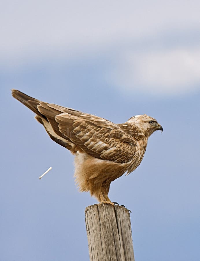 Red-tailed Hawk Bird in Viewing Mode, Resting, Rural Turkey Stock Image ...