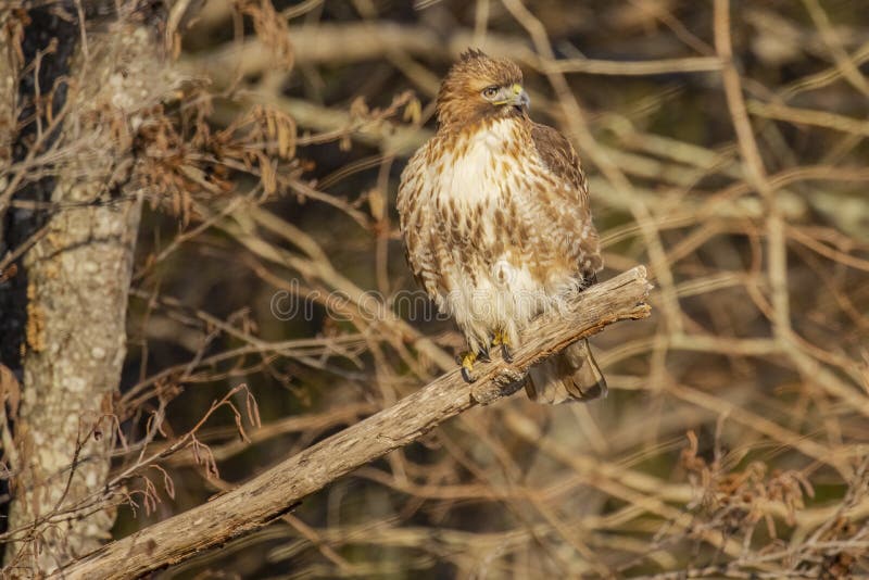 Red Tailed Hawk on a Tree Limb Stock Photo - Image of tailed, winter ...