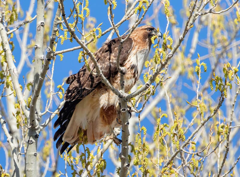 Red-tailed Hawk in Budding Spring Tree Stock Image - Image of yellow ...