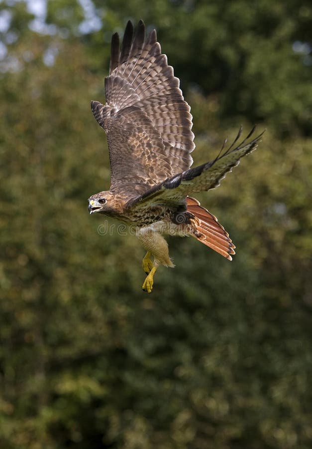 Red-Tailed Hawk, Buteo Jamaicensis, Adult in Flight Stock Photo - Image ...
