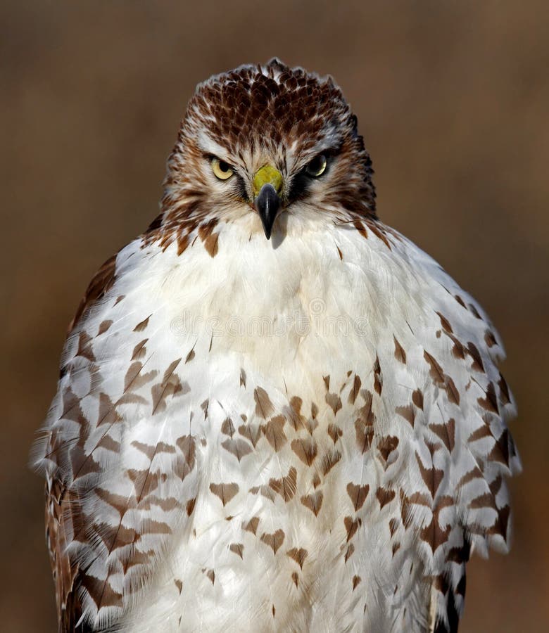 A Red-tailed Hawk Buteo Jamaicensis Closeup Stock Photo - Image of ...