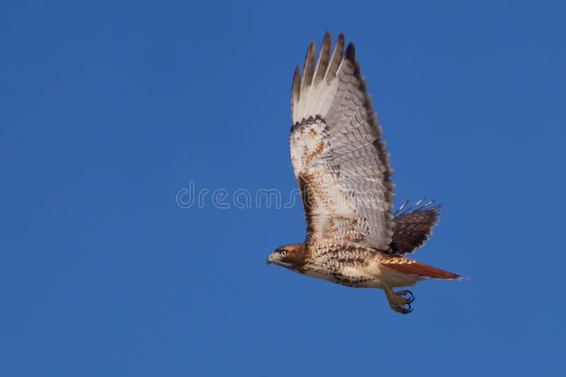 19,143 Blue Hawk Stock Photos - Free & Royalty-Free Stock Photos from ...