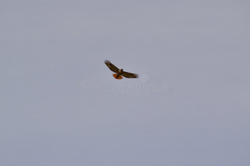 Red-tailed Hawk (Buteo Jamaicensis) Flying High Overhead Stock Image ...