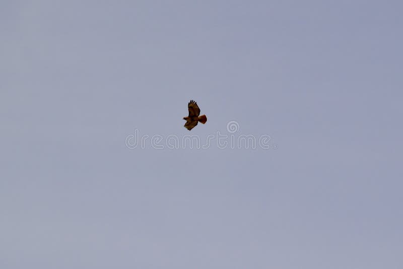 Red-tailed Hawk (Buteo Jamaicensis) Flying High Overhead Stock Photo ...