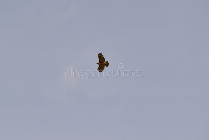 Red-tailed Hawk (Buteo Jamaicensis) Flying High Overhead Stock Image ...